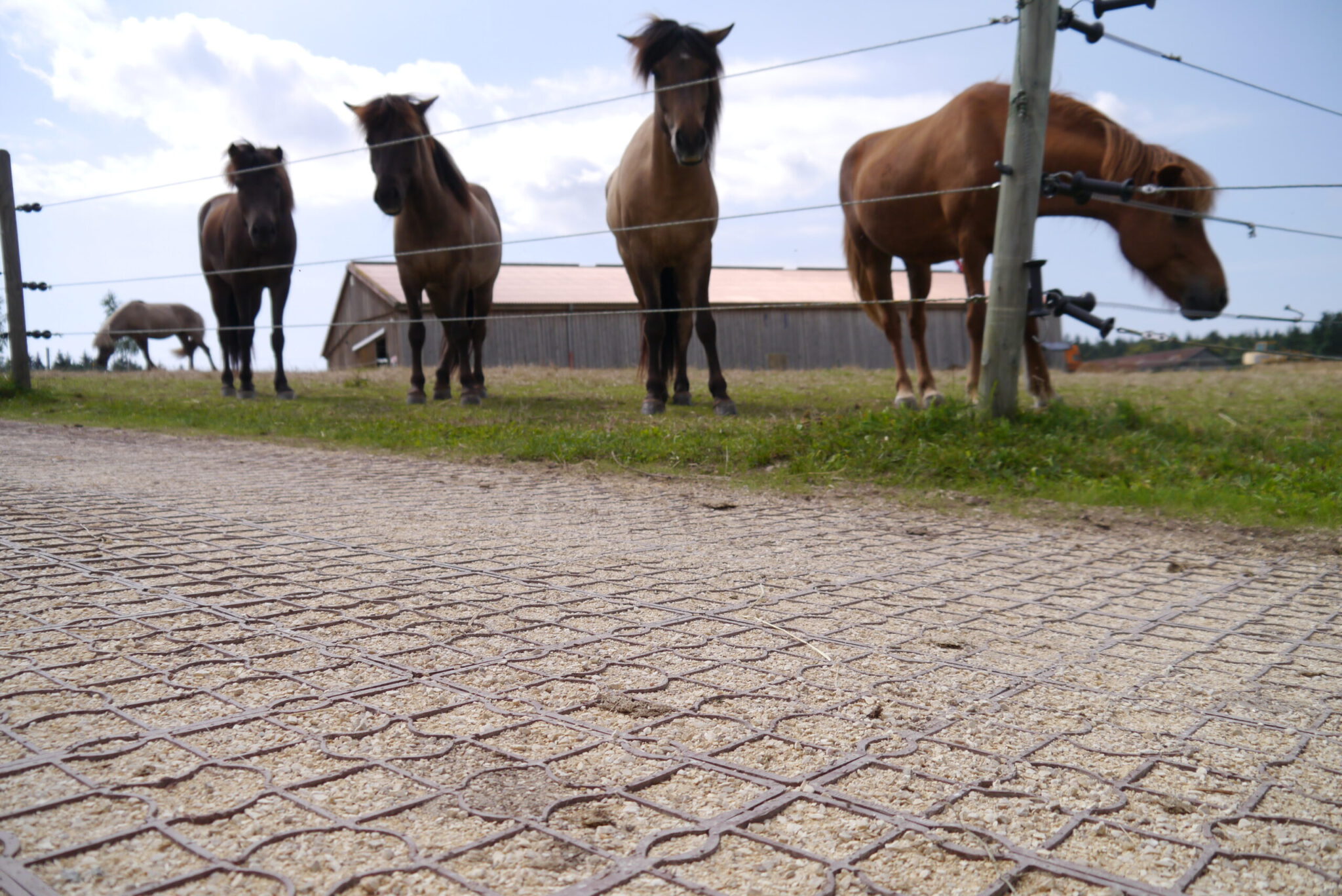 Equestrian | Ecoraster North America